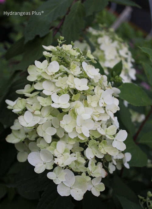 Paniculata – Hydrangeas Plus