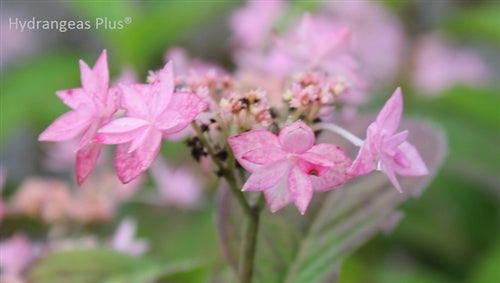 Serrata – Hydrangeas Plus