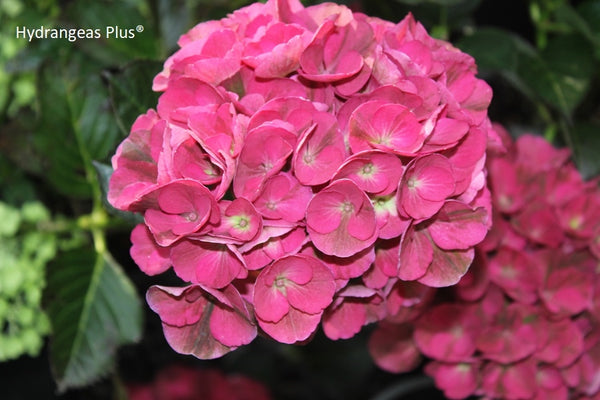 Hydrangea Macrophylla Akadama® – Hydrangeas Plus