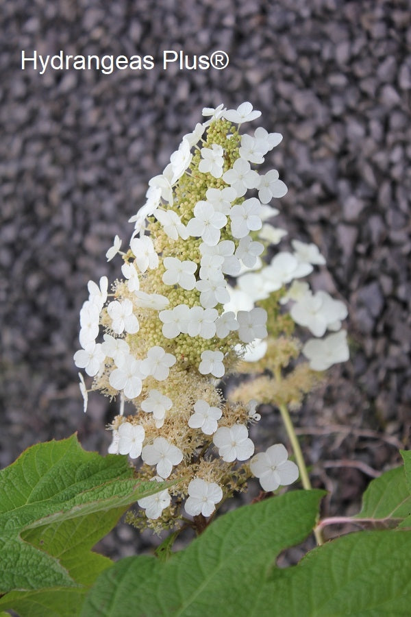 Hydrangea Quercifolia Alison – Hydrangeas Plus
