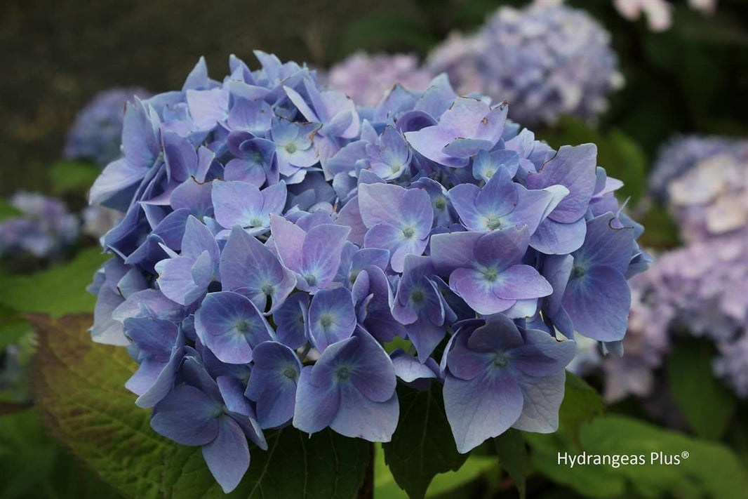 Hydrangeas Plus