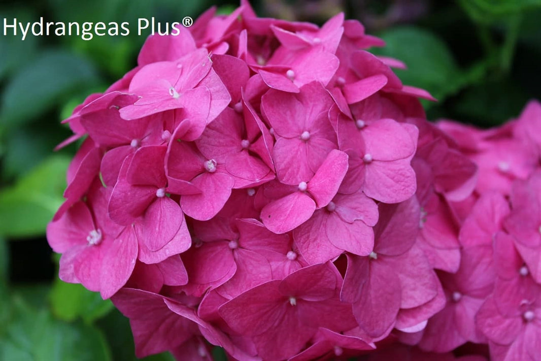 Hydrangeas Plus