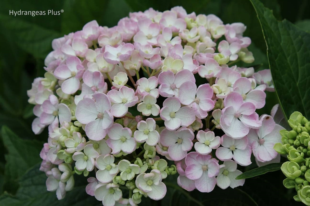 Hydrangeas Plus