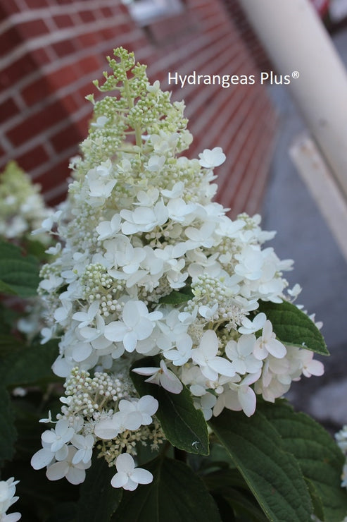 Hydrangea Paniculata Baby Lace® Royal Majestics® – Hydrangeas Plus