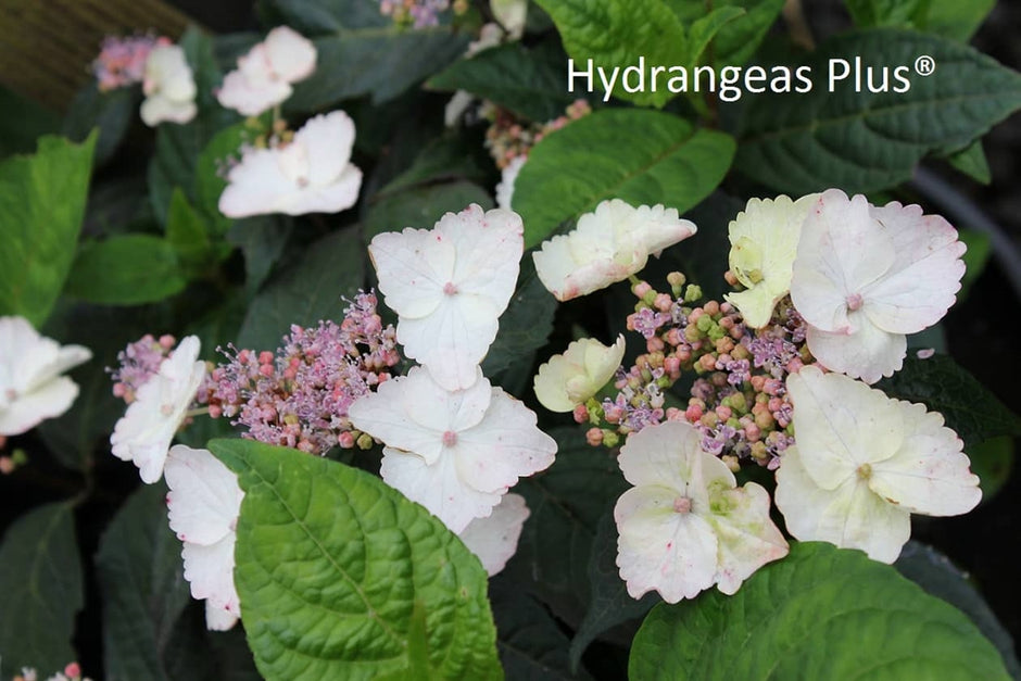 Serrata – Hydrangeas Plus