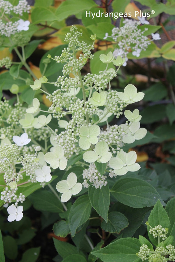 Hydrangea Paniculata Big Ben – Hydrangeas Plus