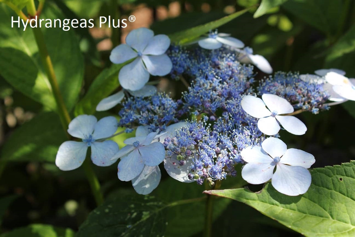 Hydrangea Serrata Blue Bird – Hydrangeas Plus