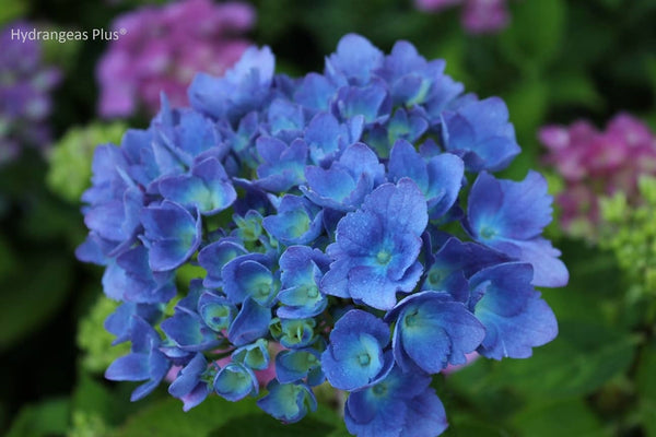 Hydrangea Macrophylla Blue Danube – Hydrangeas Plus