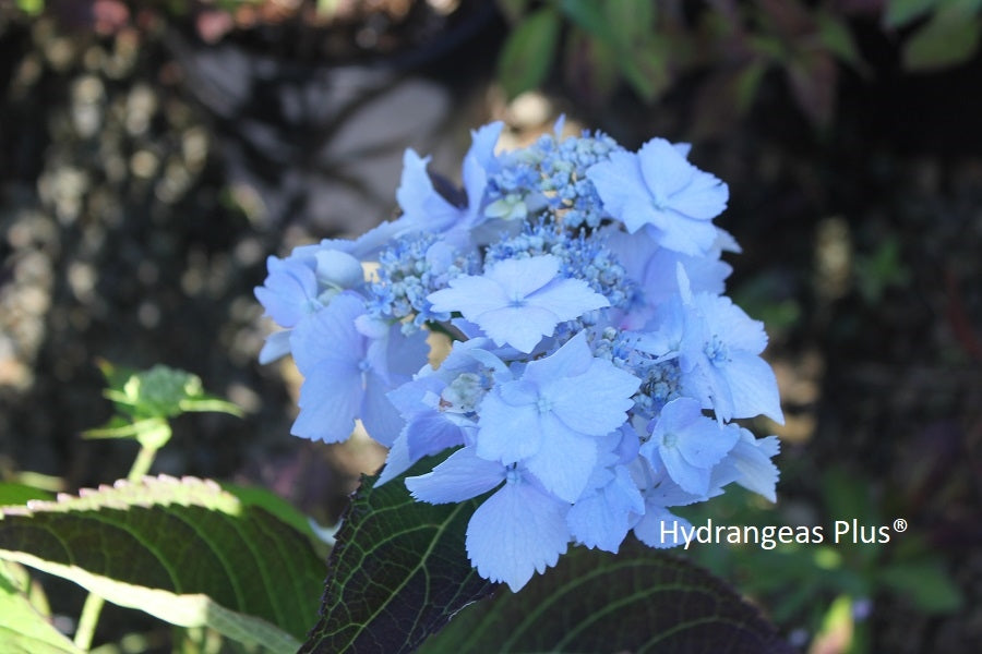Hydrangea Serrata Blue Deckle – Hydrangeas Plus