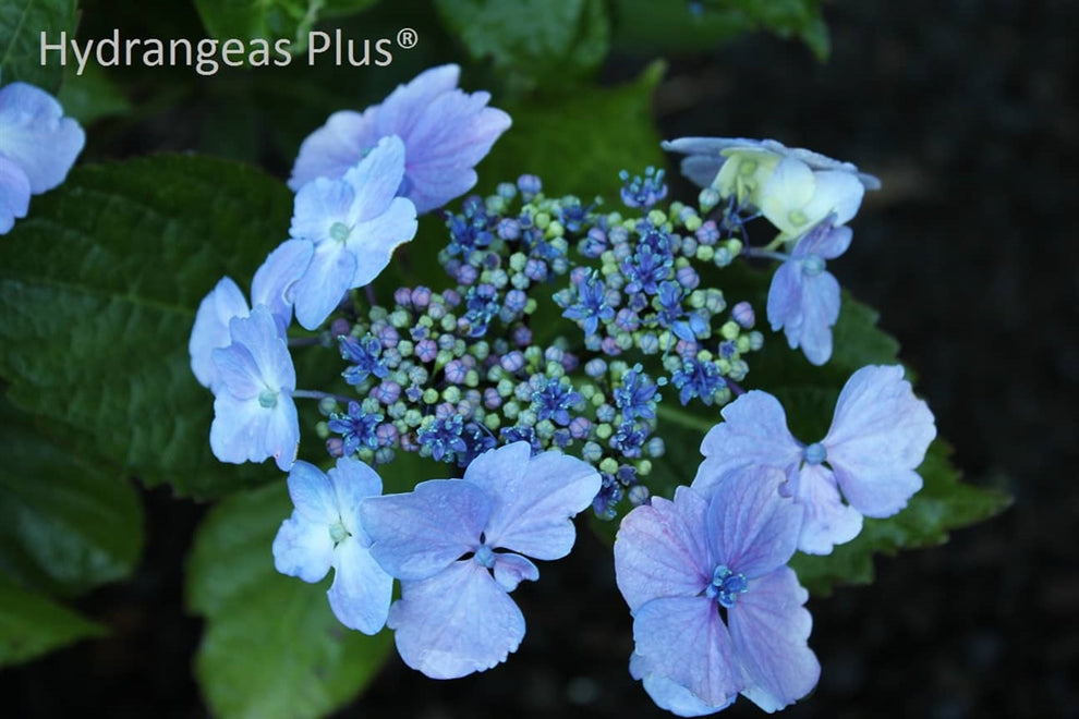 Hydrangea Macrophylla Blue Wave – Hydrangeas Plus