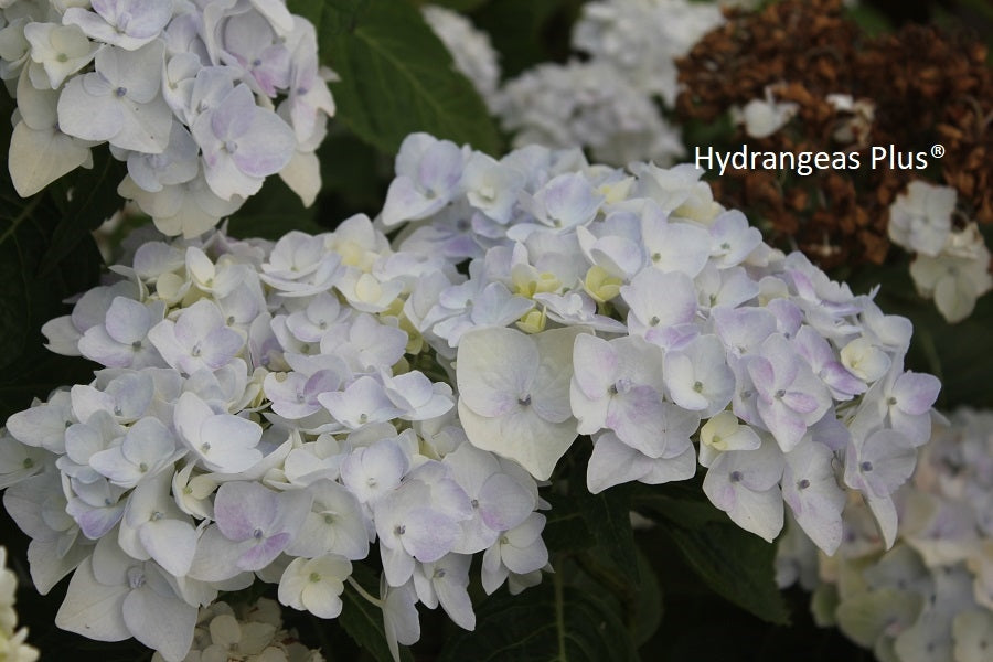 Hydrangea Macrophylla Blushing Bride® Endless Summer® – Hydrangeas Plus