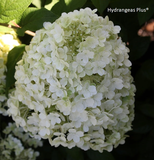 Hydrangea Paniculata Bobo® – Hydrangeas Plus