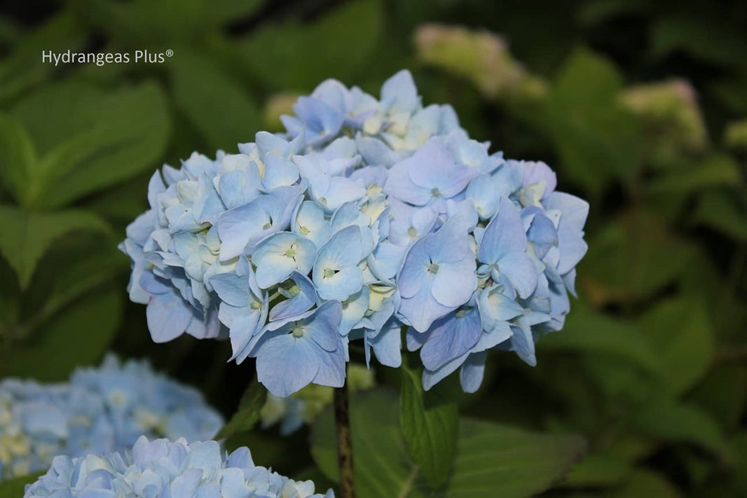 Macrophylla – Page 2 – Hydrangeas Plus