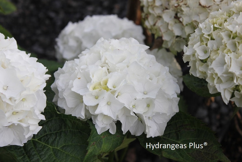 Hydrangea Macrophylla Magical® Bride – Hydrangeas Plus
