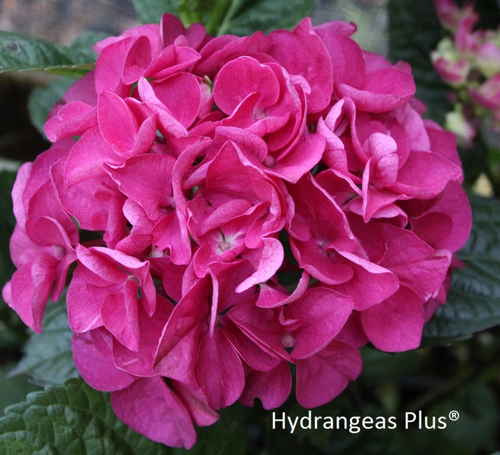Hydrangea Macrophylla Brunette – Hydrangeas Plus