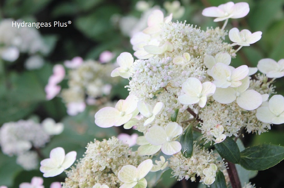 Hydrangea Paniculata Candlelight – Hydrangeas Plus