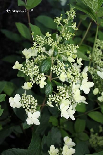 Hydrangea Paniculata Chantilly Lace – Hydrangeas Plus