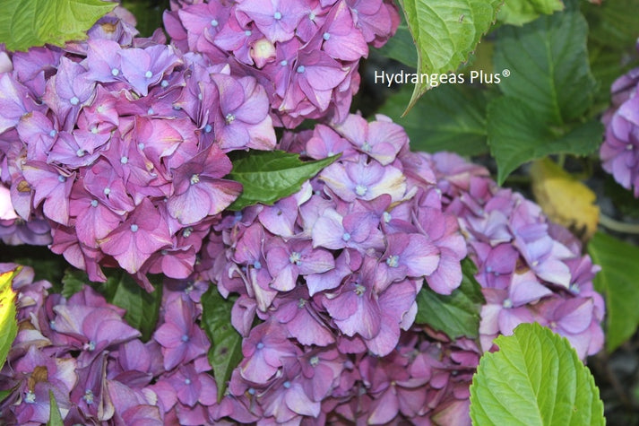 Hydrangea Macrophylla Charm – Hydrangeas Plus
