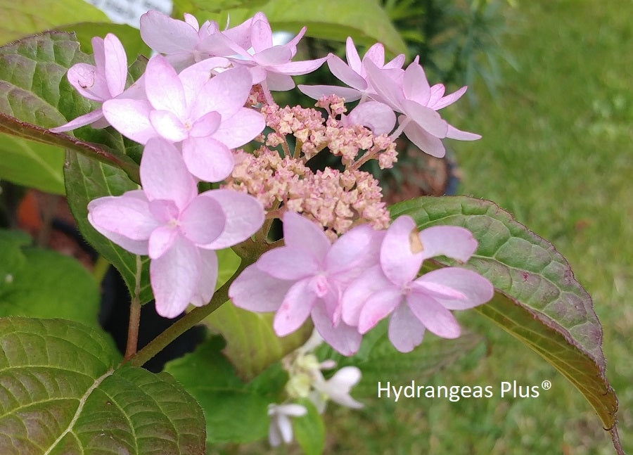 Hydrangea Serrata Chiri San Sue – Hydrangeas Plus