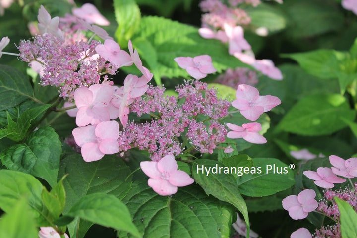 Serrata – Hydrangeas Plus