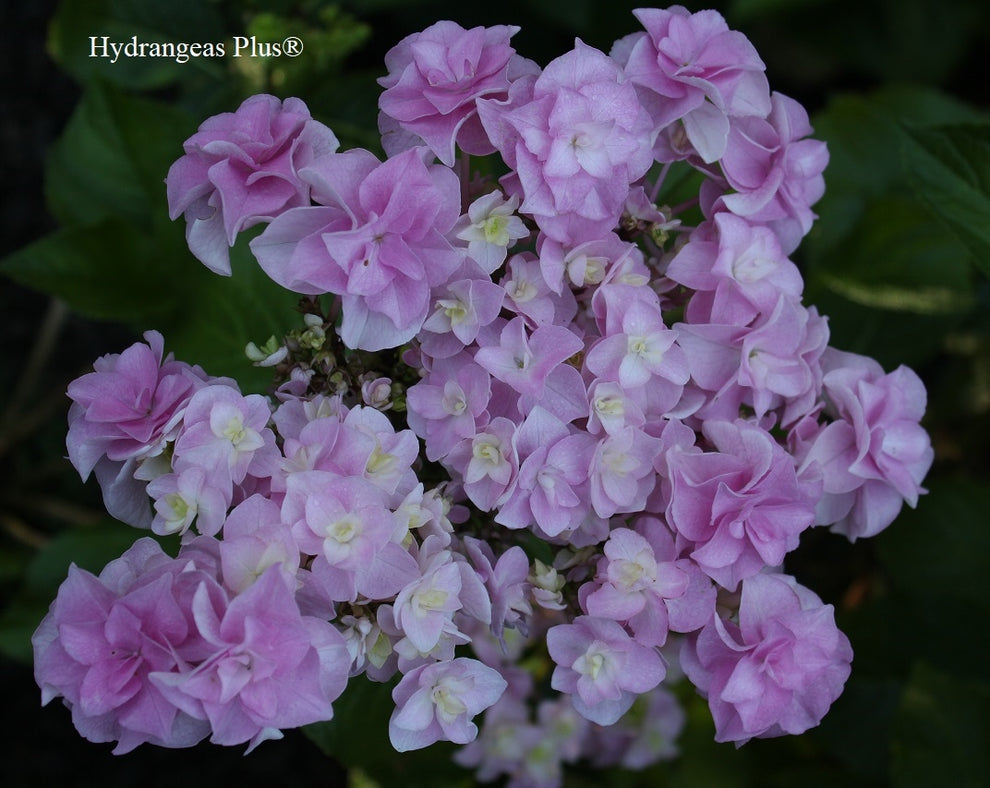 Hydrangea Macrophylla Corsage – Hydrangeas Plus