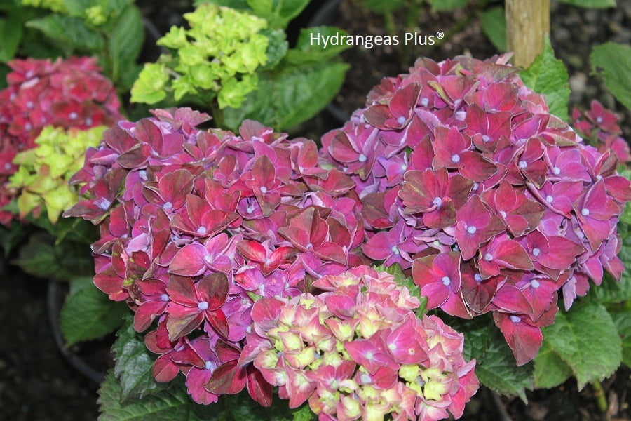 Hydrangea Macrophylla Magical® Crimson – Hydrangeas Plus