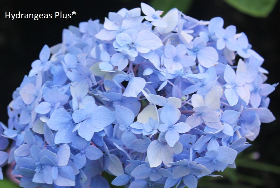 Hydrangea Macrophylla David Ramsey – Hydrangeas Plus
