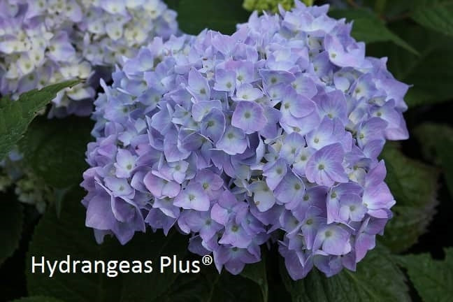 Hydrangea Macrophylla Decatur Blue – Hydrangeas Plus