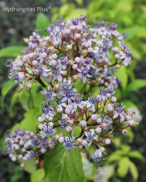Dichroa Febrifuga – Hydrangeas Plus
