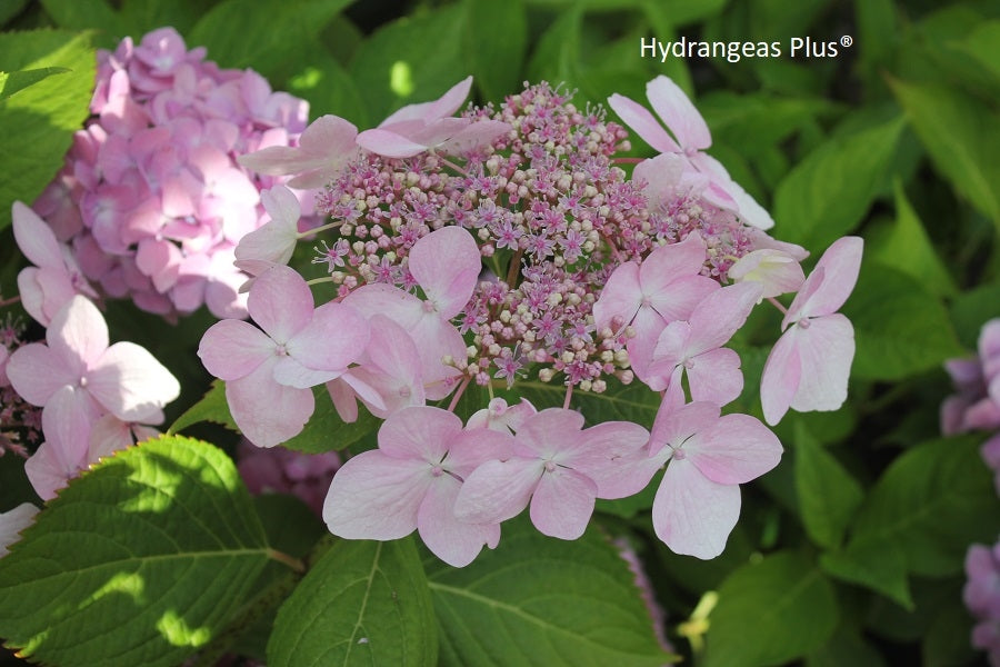 Hydrangea Macrophylla Let's Dance Diva!® – Hydrangeas Plus