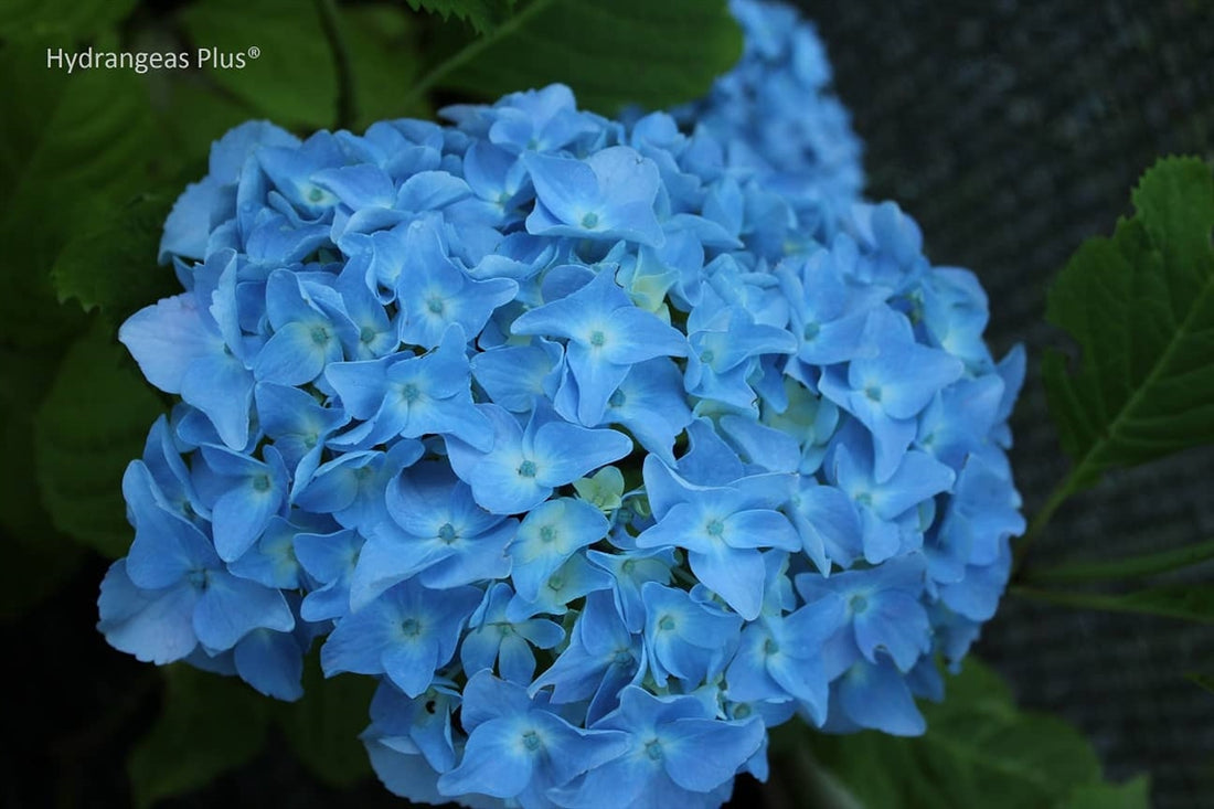 Hydrangea Macrophylla Dooley – Hydrangeas Plus