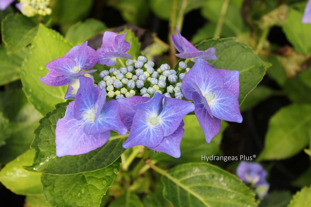 Hydrangea Macrophylla Eisvogel – Hydrangeas Plus