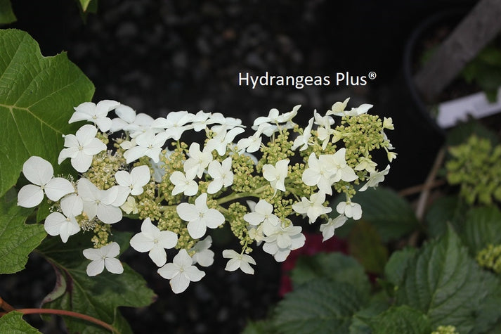 Hydrangea Quercifolia Ellen Huff – Hydrangeas Plus