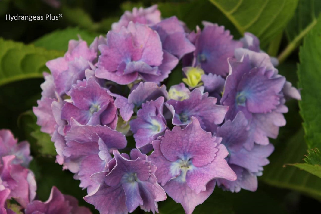 Macrophylla – Page 3 – Hydrangeas Plus