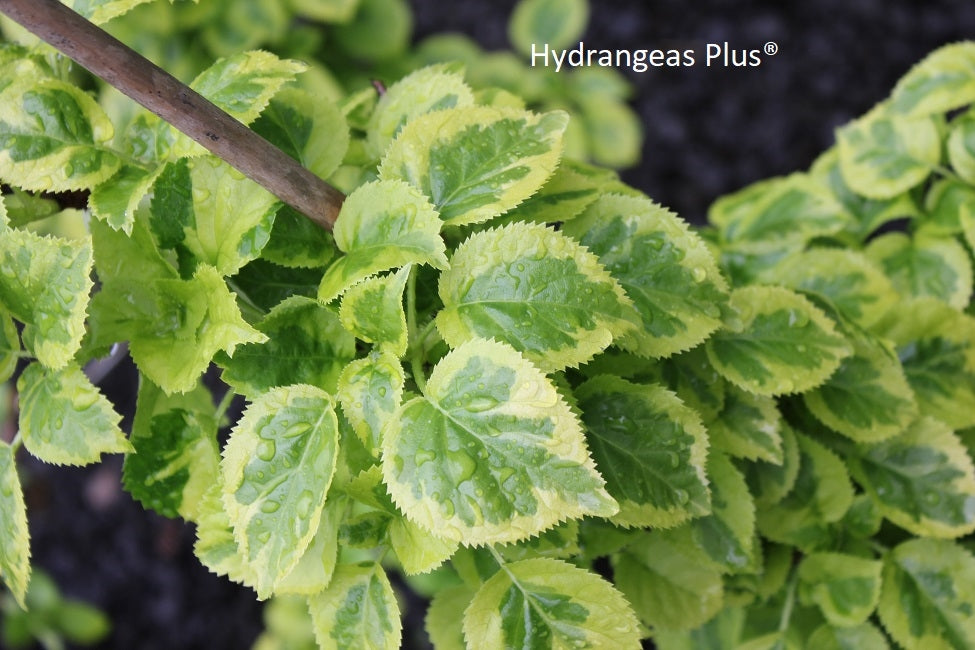 Hydrangea Anomala subsp. Petiolaris Fire Fly – Hydrangeas Plus