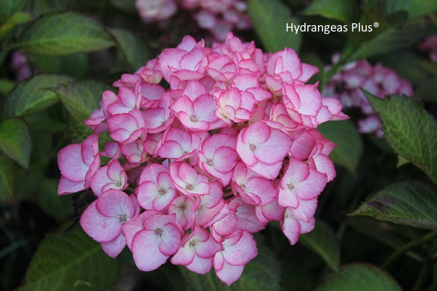 Hydrangea Macrophylla FireFly – Hydrangeas Plus