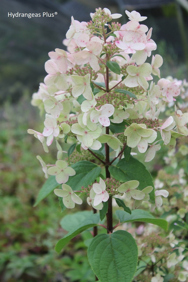 Hydrangea Paniculata Fire & Ice – Hydrangeas Plus