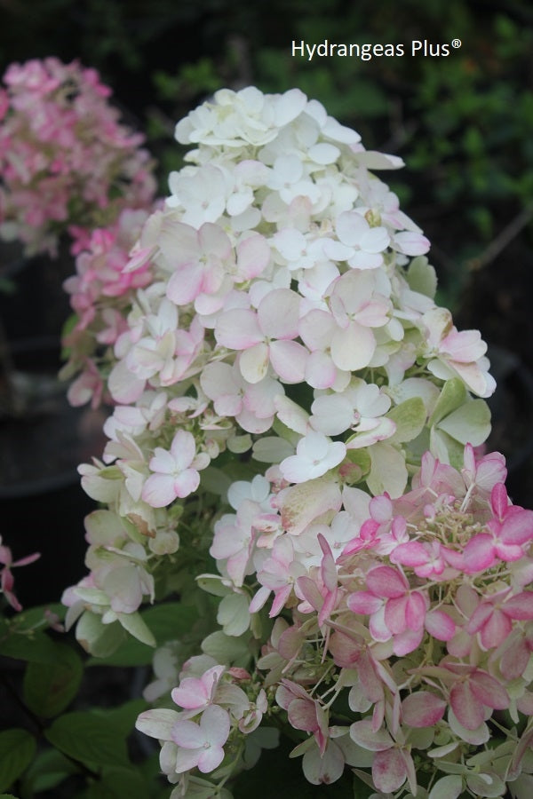 Hydrangea Paniculata Fire Light® – Hydrangeas Plus