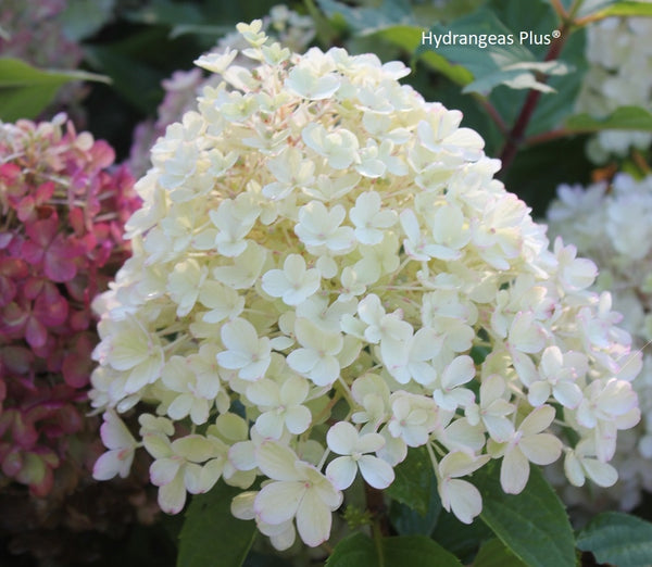 Hydrangea Paniculata Fire Light Tidbit® – Hydrangeas Plus