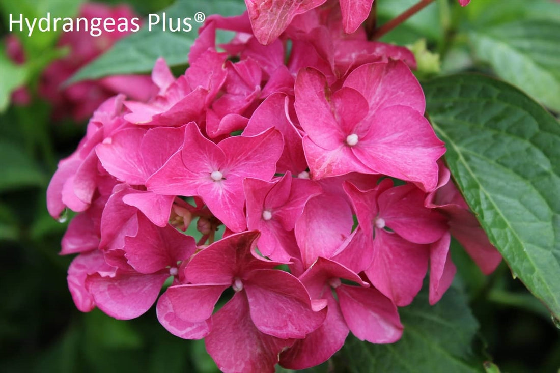 Hydrangea Macrophylla Forever Pink – Hydrangeas Plus