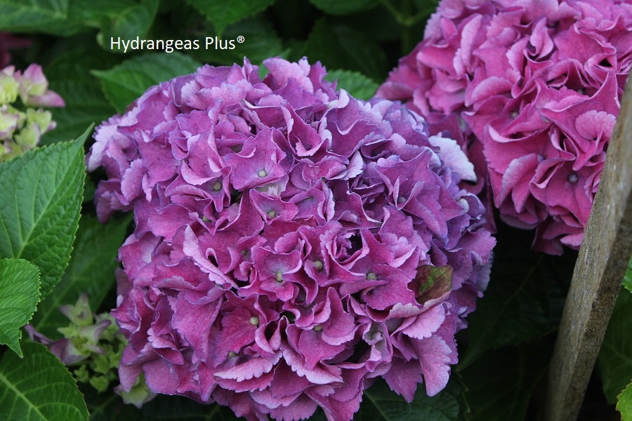 Hydrangea Macrophylla Frenchie – Hydrangeas Plus