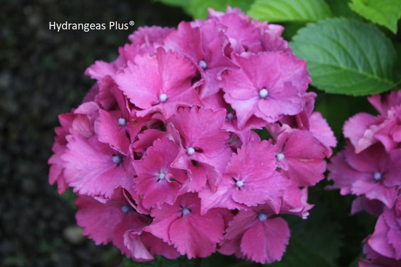 Hydrangea Macrophylla Freudenstein – Hydrangeas Plus