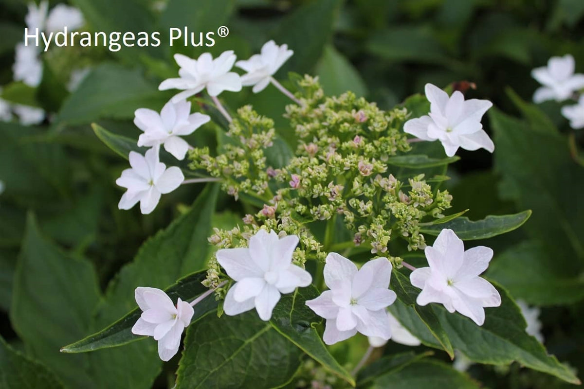 Hydrangea Macrophylla Fuji Waterfall – Hydrangeas Plus
