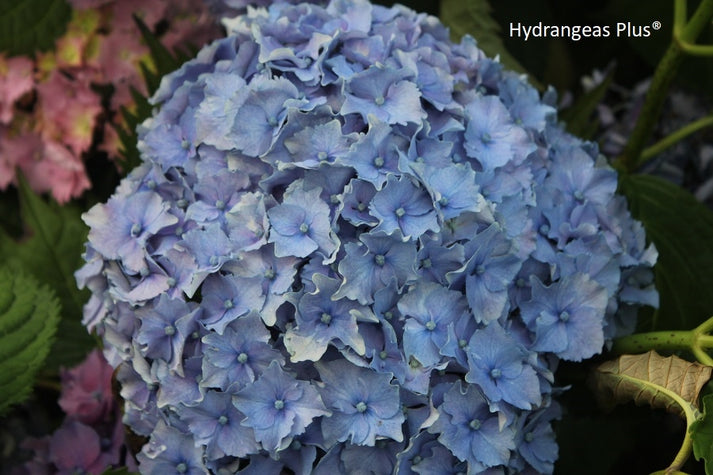 Hydrangea Macrophylla Gertrude Glahn – Hydrangeas Plus