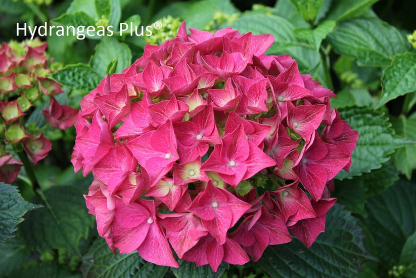 Hydrangea Macrophylla Alpengluhen (Glowing Embers) – Hydrangeas Plus