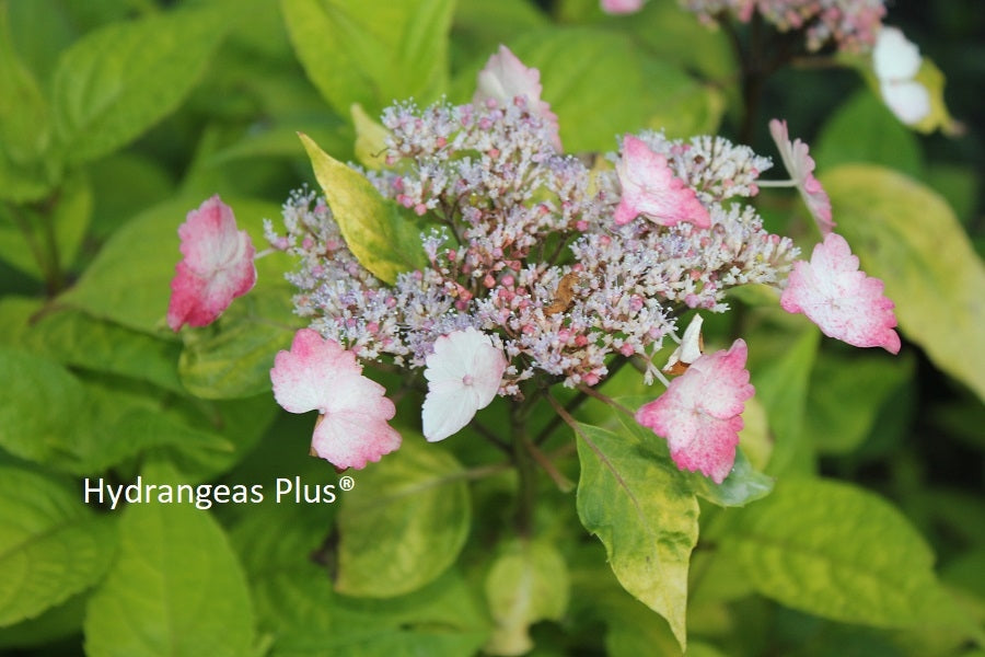 Hydrangea Serrata Golden Sunlight – Hydrangeas Plus