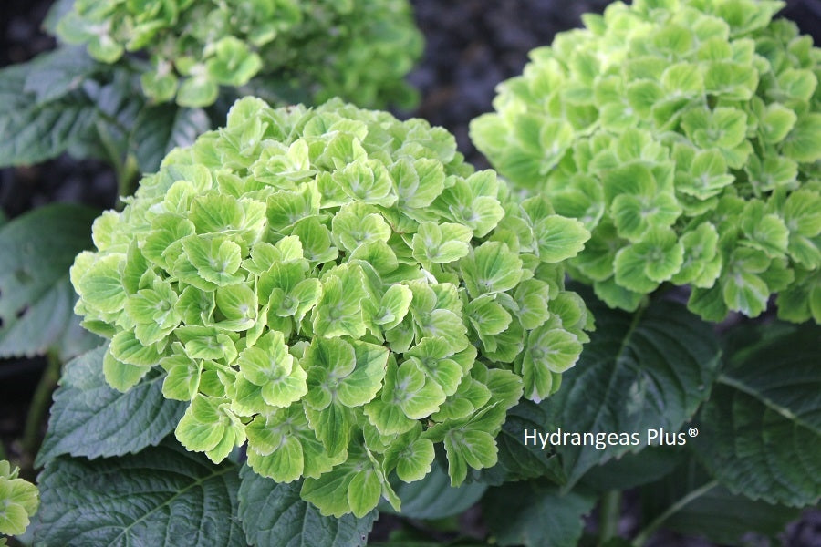 Hydrangea Macrophylla Magical® Green Cloud – Hydrangeas Plus