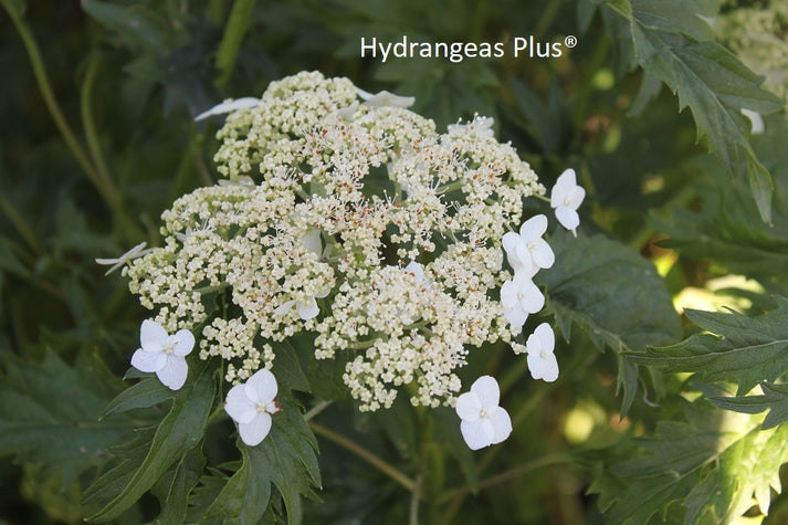 Hydrangea Arborescens Green Dragon – Hydrangeas Plus