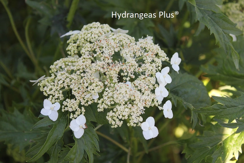 Hydrangea Arborescens Green Dragon – Hydrangeas Plus