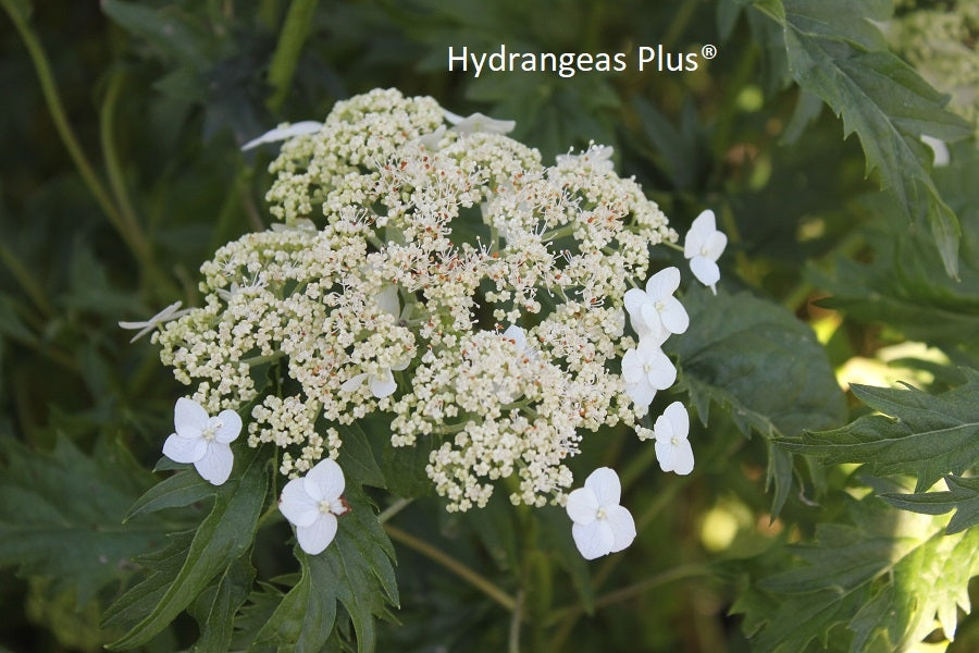 Hydrangea Arborescens Green Dragon – Hydrangeas Plus